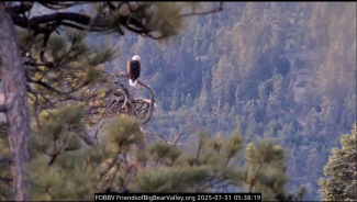 Eagle Log